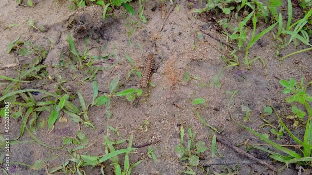 Close up of Centipedes predatory arthropods belonging to the class ...