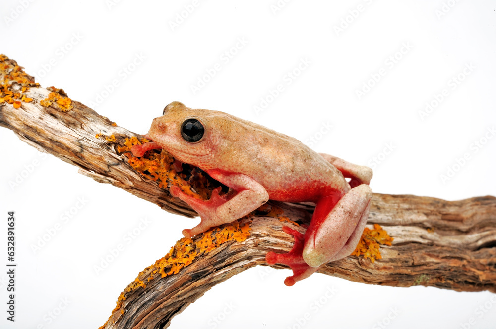 Peters Reed Frog // Prachtriedfrosch (Hyperolius glandicolor ...