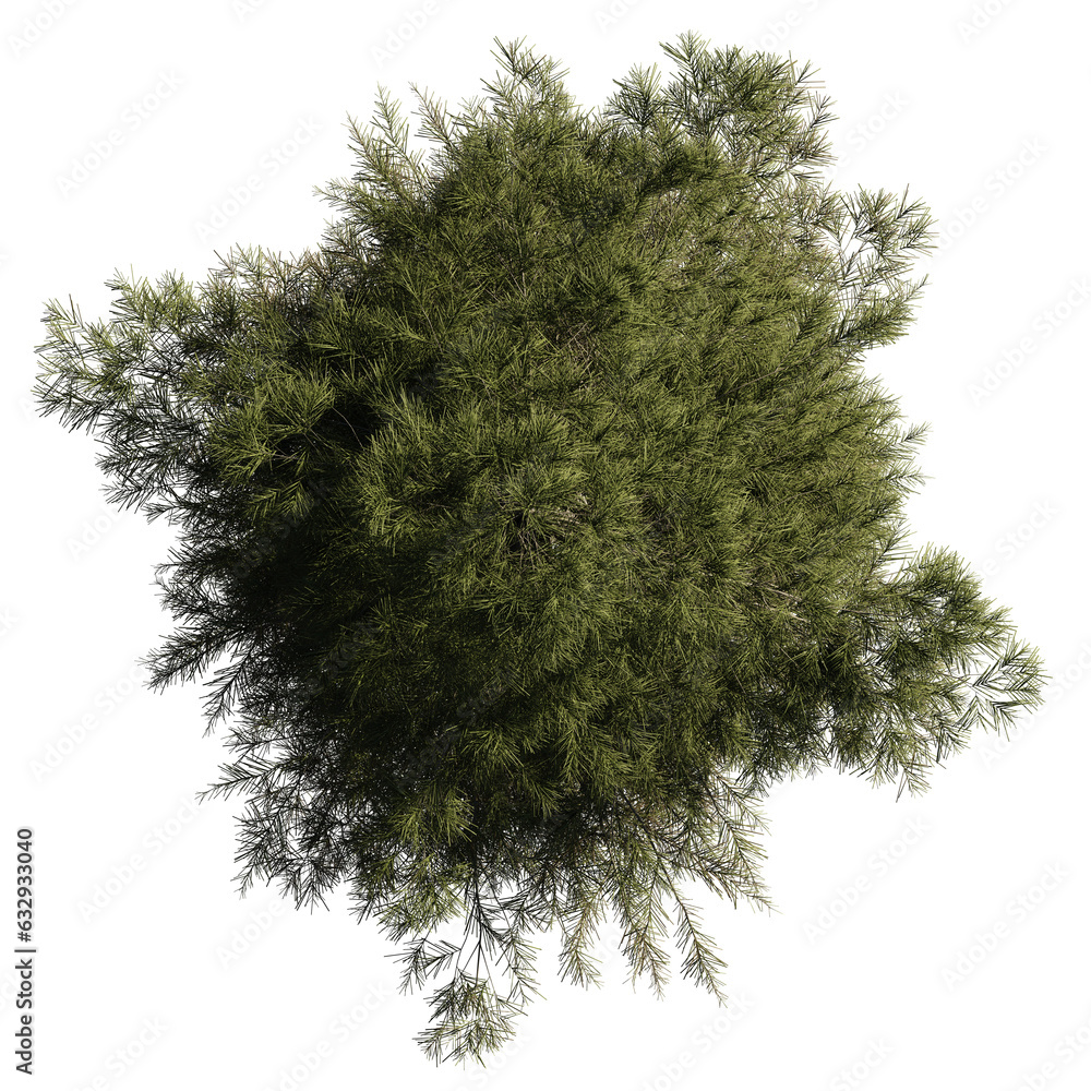 fir tree from above, beautiful lush plant isolated on transparent ...