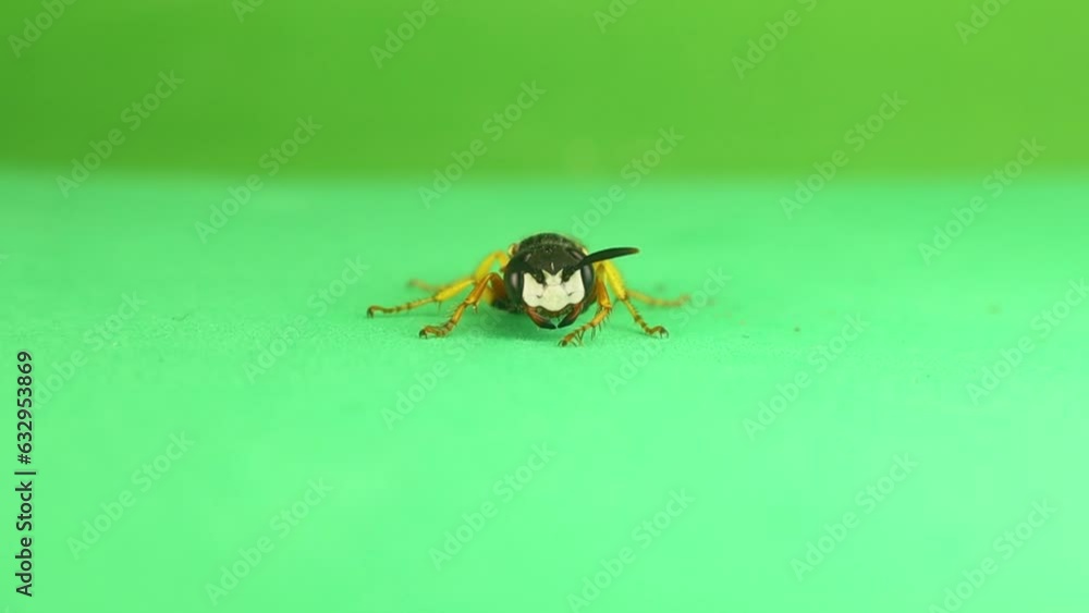 European beewolf (Philanthus triangulum) isolated green background ...