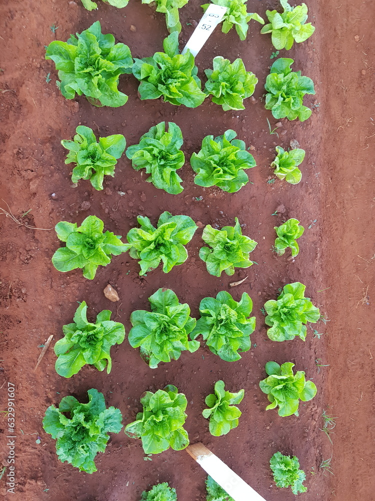 Lettuce seedlings are little wonders of nature, encapsulating the ...