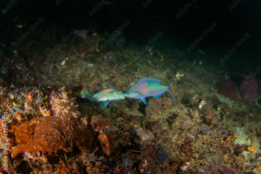 Princess parrotfish on the seabed in Raja Ampat. Scarus taeniopterus ...