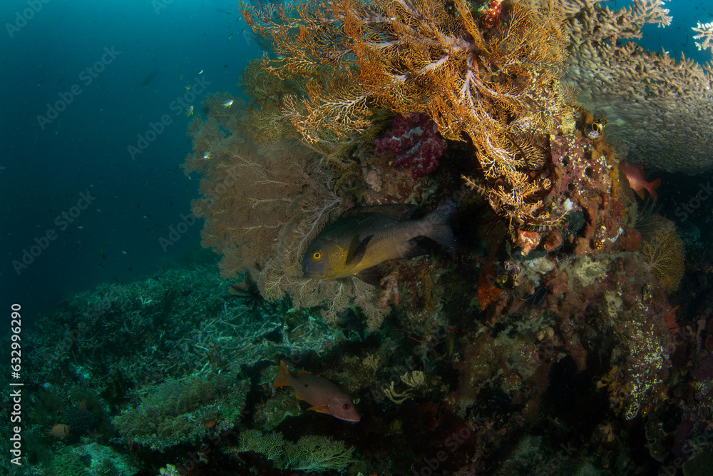 Giant sweet lips on the seabed in Raja Ampat. Plectorhinchus ...