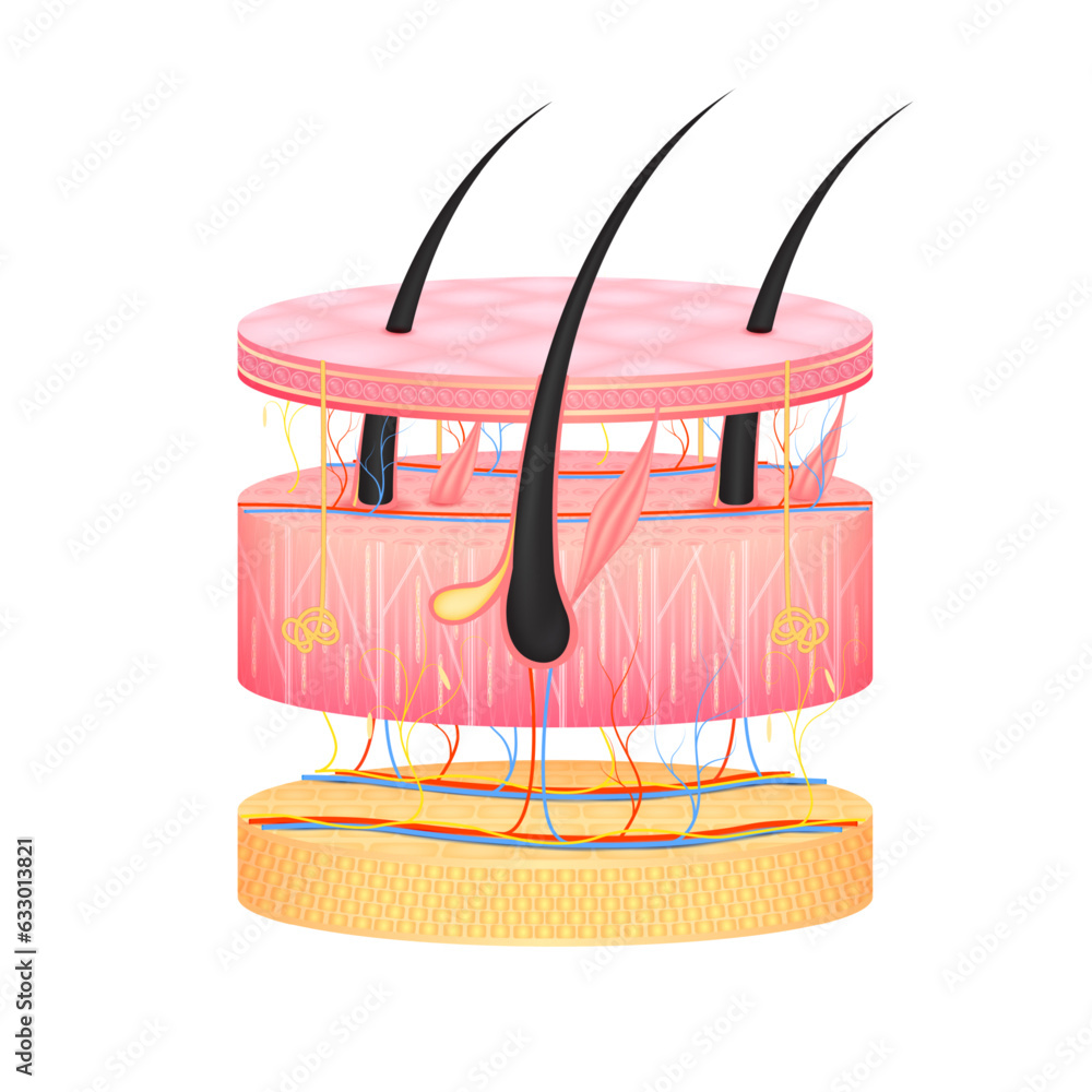 Layer of the human anatomy skin. Dermis epidermis adipose layers ...