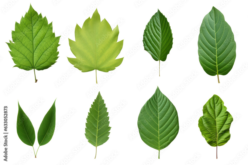 Set of green tree leaves isolated on transparent background cutout PNG ...