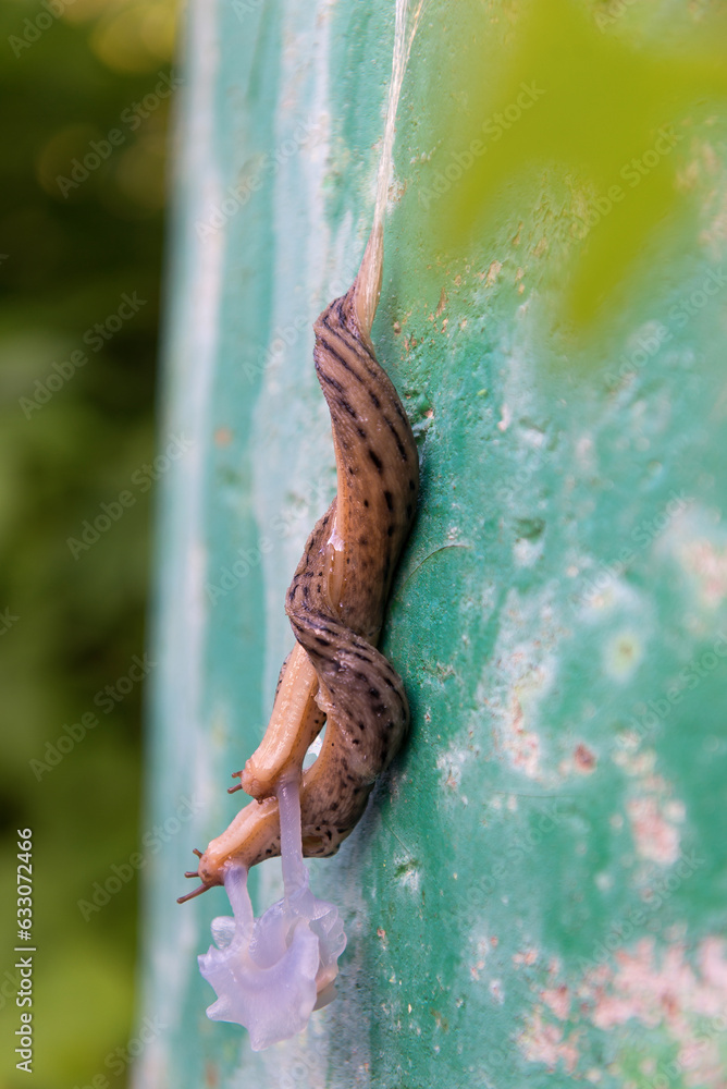 mating of slugs. Reproduction mating of two striped slugs limax maximus ...