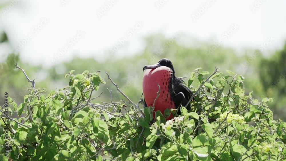 slow motion of a Magnificent frigatebird, Fregata magnificens, is a big ...