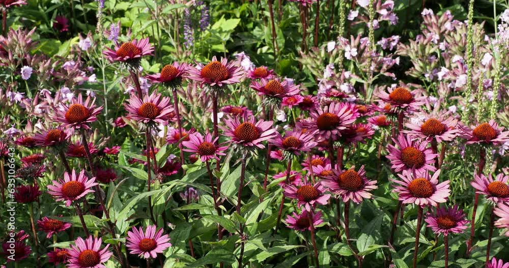 (Echinacea purpurea) Coneflowers ' Pink shimmer' or rudbeckia, like ...
