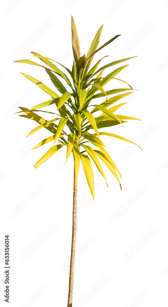 Dracaena marginata isolated on white background. Dracaena marginata ...