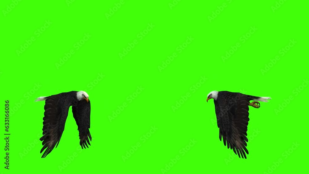 3D Bald American Eagle flying loop animation with walk cycle side view ...