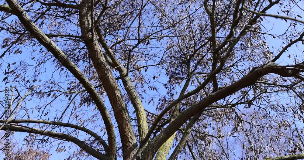 Branches of deciduous trees in the park in spring sunny weather ...