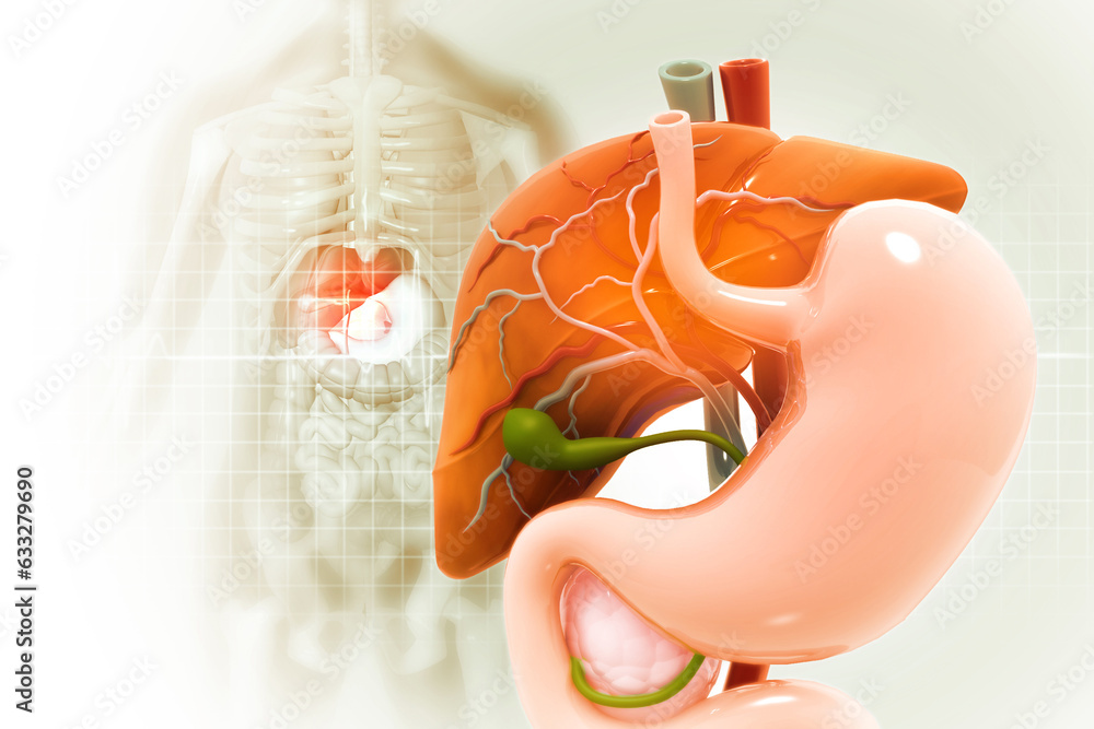 Anatomy of Liver stomach pancreas and gallbladder on medical background ...