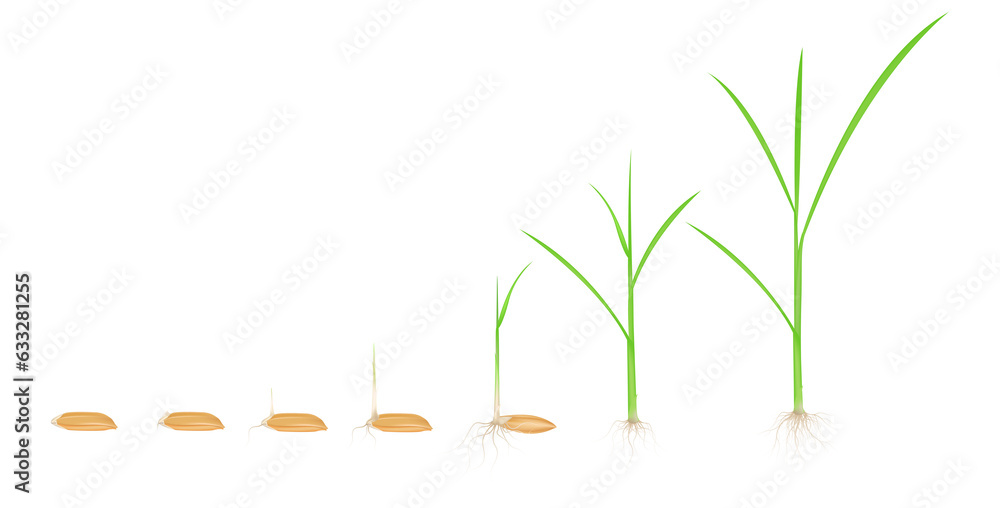 Rice wheat growth in stages. Cycle of growing grain crops. Seeds with ...