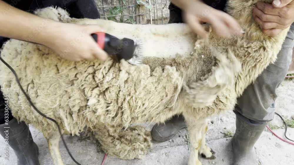 sheep, shear, wool, animal, farm, farmer, man, occupation, skin ...