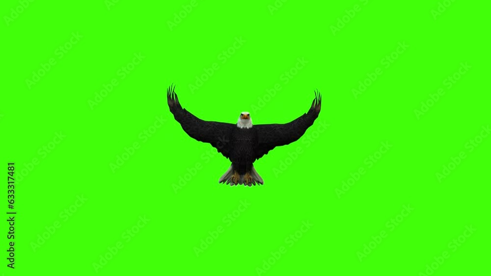 3D bald American Eagle flying loop animation on green screen, bald ...