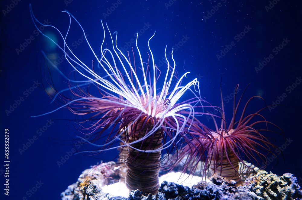 Sea anemone, predatory marine invertebrates, polyp with columnar trunk ...
