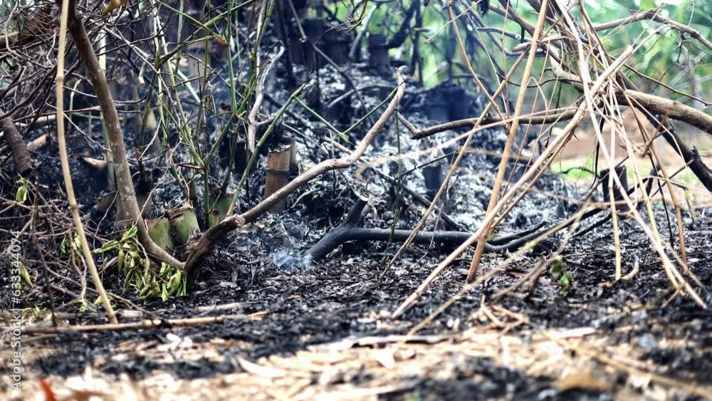 Hot Weather Caused Bamboo Fires is motion footage for seasonal films ...