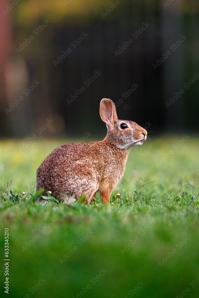 Old world rabbit (Oryctolagus cuniculus) in grass in Piemont Stock ...