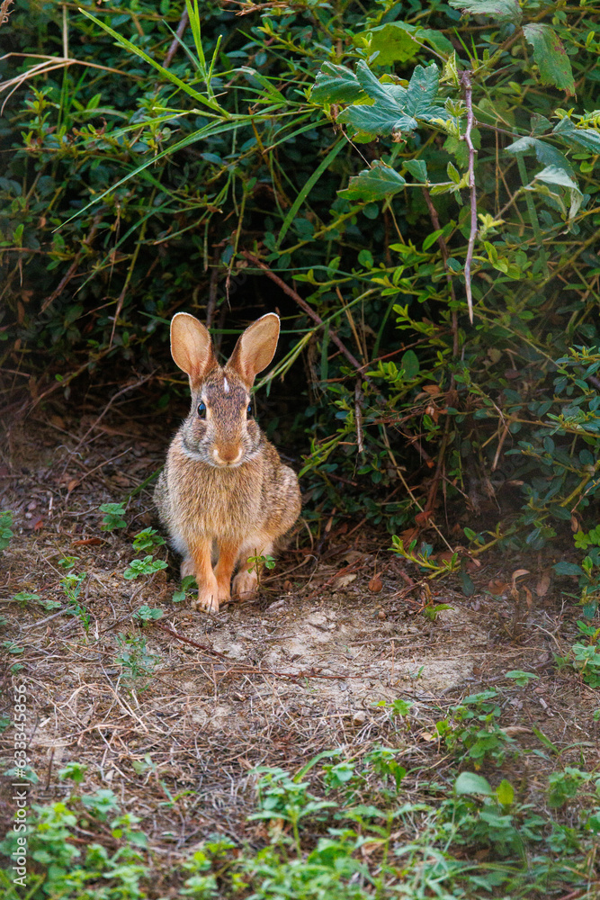 Old world rabbit (Oryctolagus cuniculus) in grass in Piemont Stock ...