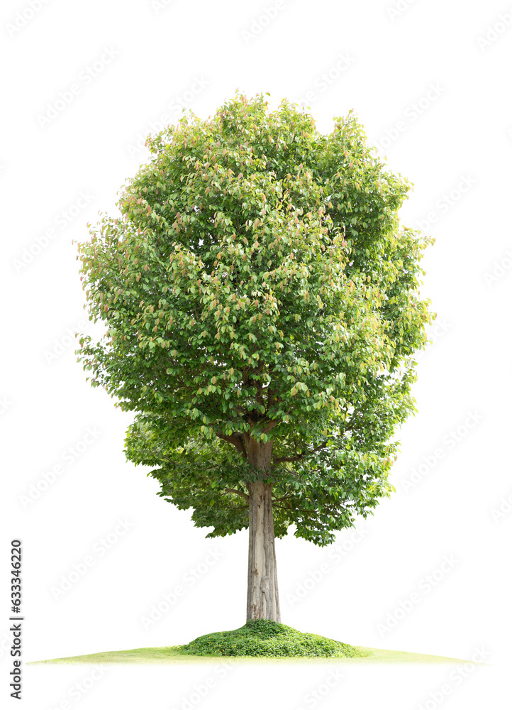 Green tree with green grass on transparent background (PNG File) Stock ...