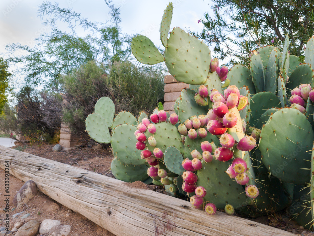 Arizona edible Prickly Pear cactus with red fruits known as tuna on its ...