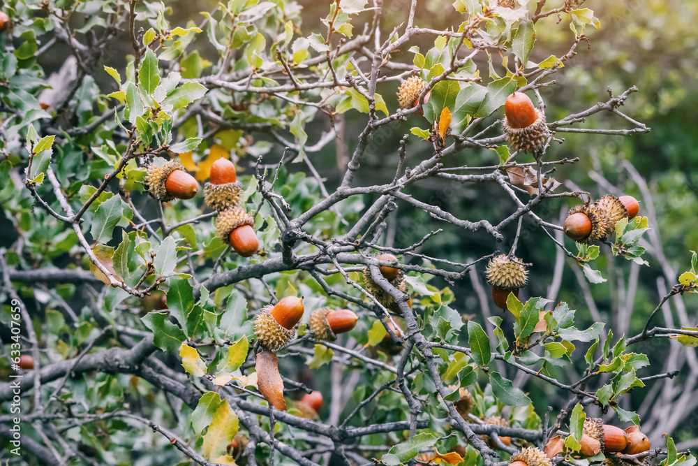 A cluster of Kermes oak acorns dangles from a tree branch, showcasing ...