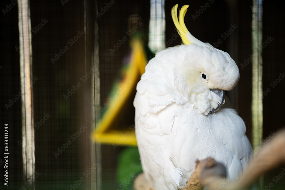 White cockatoo and corella perched in a gum tree in outback Australia ...