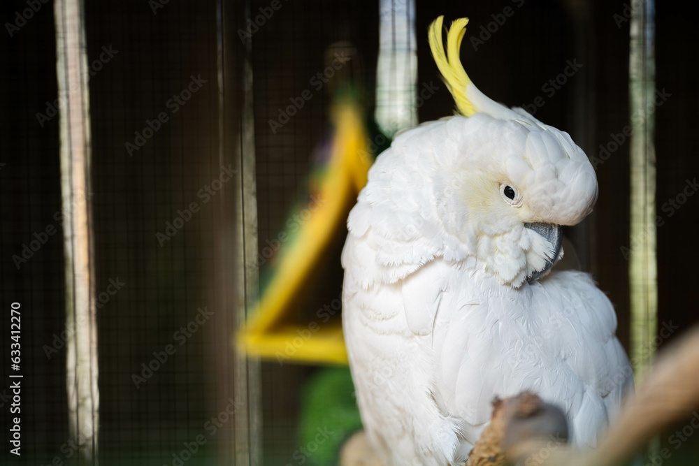 Foto de White cockatoo and corella perched in a gum tree in outback ...