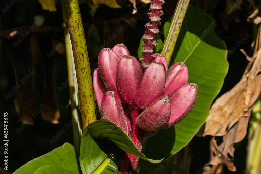 Red or Malayan plantain ( Musa acuminata), in the jungle in Costa Rica ...