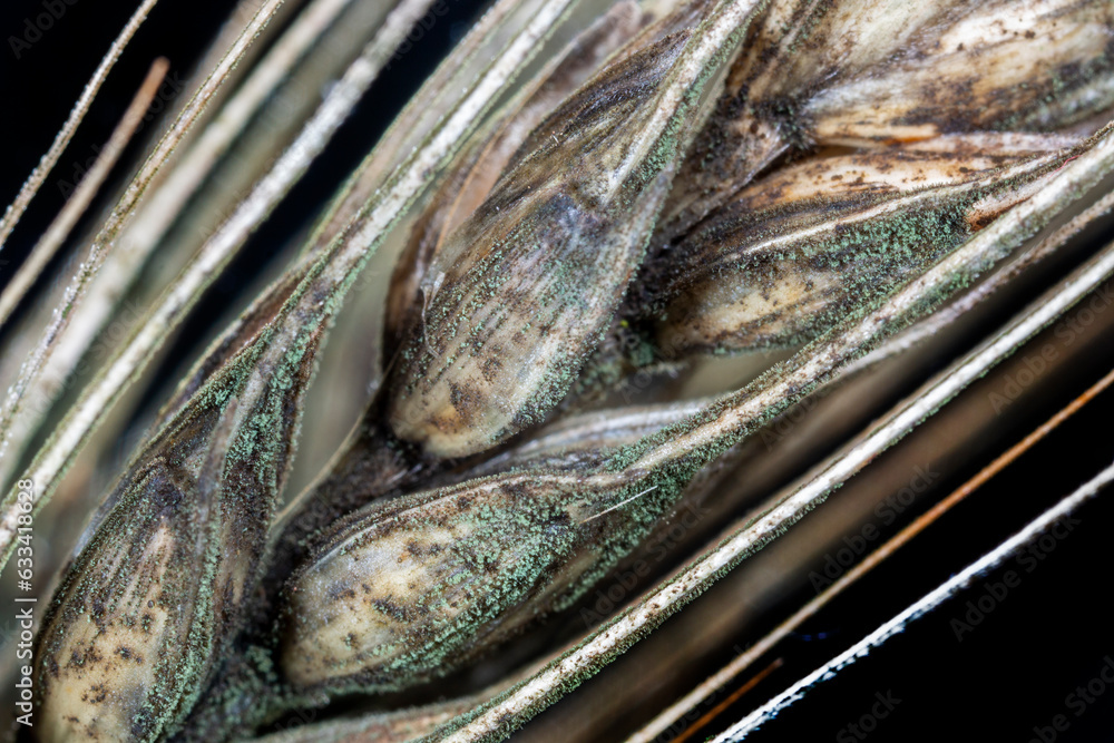 fungal diseases - black mold on a grain ear - grain disease - an ...