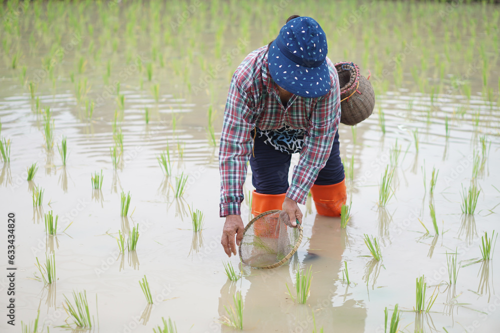 Asian woman farmer holds fishing net and creel to find freshwater algae ...