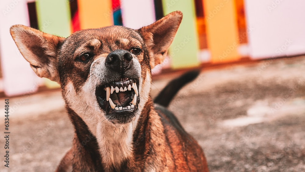Aggressive dog shows dangerous teeth.Angry Animal hard attack head ...