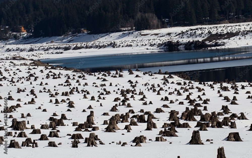 pattern of tree stumps at Detroit Lake, Detroit Oregon. Trees were cut ...