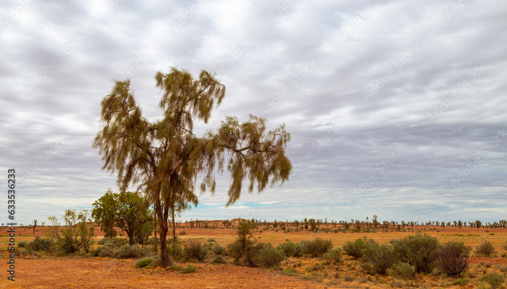 A Waddi Tree, a rare and protected tree with hard wood in the ...