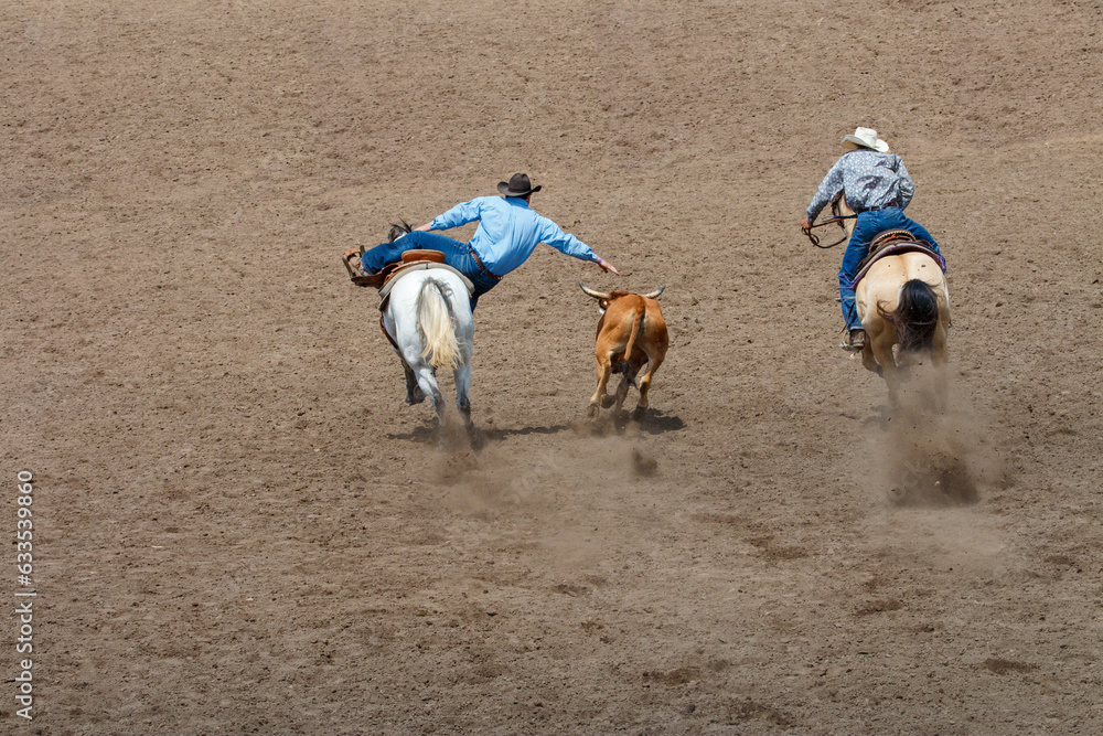 A cowboy is has leaped from his horse and tries to grab the calf's ...