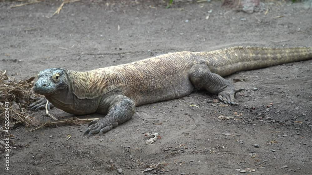 Komodo Dragons in Komodo National Park. Indonesia. Close-up.4k Stock ...