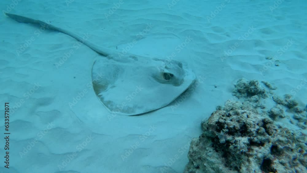 footage of a wild sting ray laying on the bootom of the ocean in sand ...