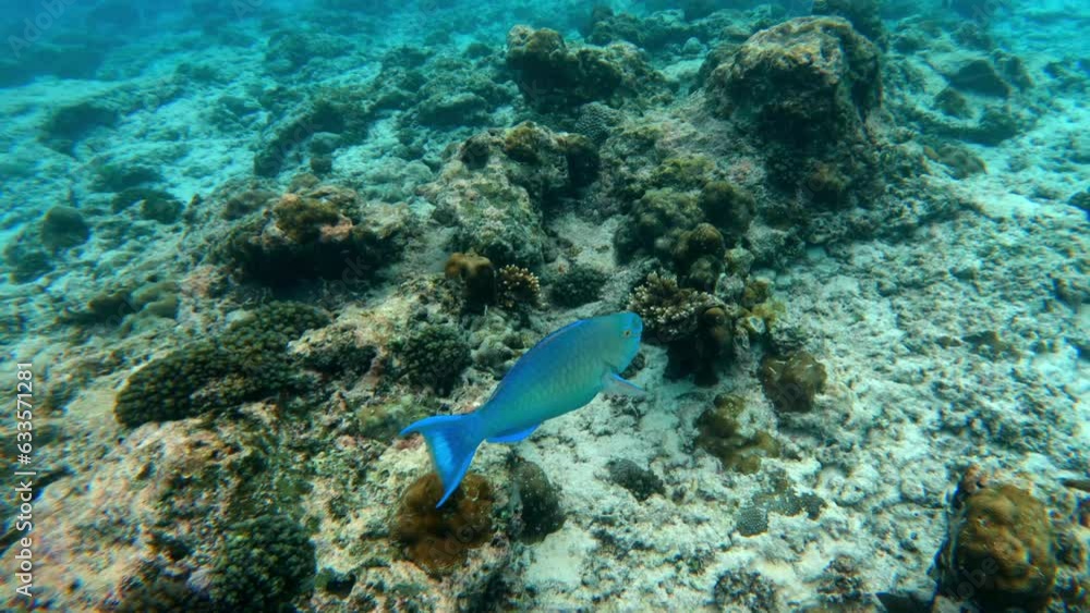 Tropical blue fish in the ocean swimming forward in the sea in ...