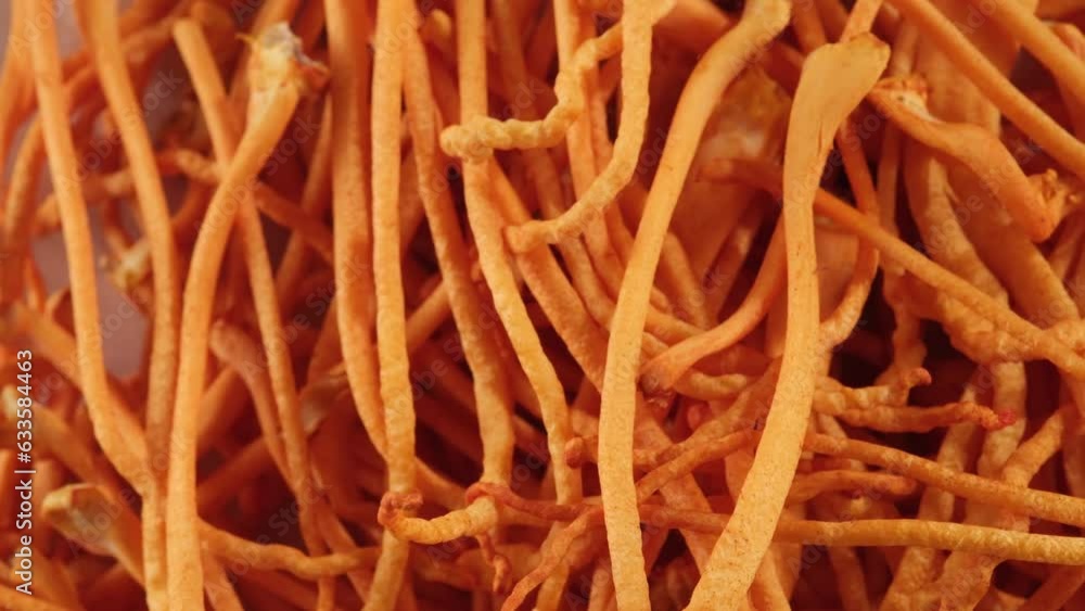 Close-up angle of a pile of Cordyceps Militaris is rotating. Cordyceps ...