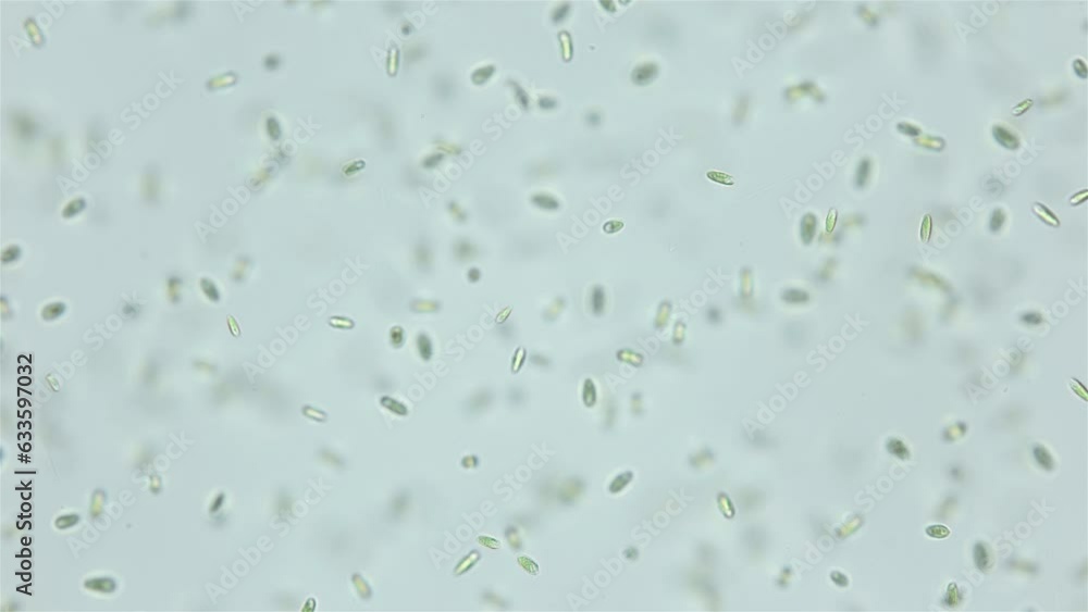 Unicellular algae Dunaliella salina under the microscope, Chlorophyta ...