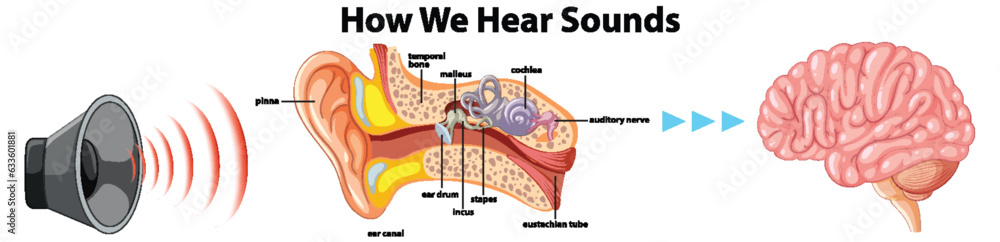 Educational Infographic: Human Hearing Systems Explained Stock Vector ...