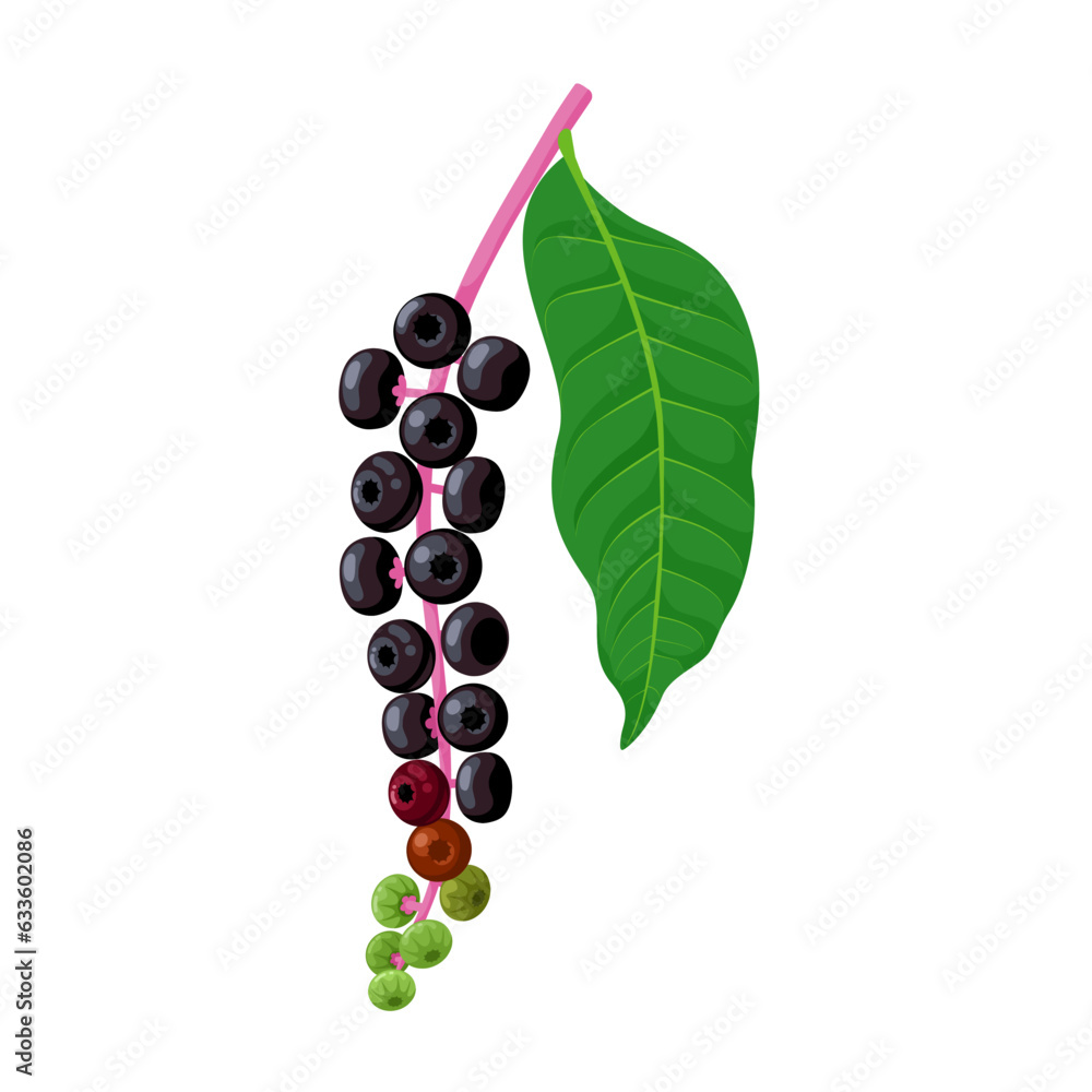 vector illustration, Phytolacca americana, also known as American ...