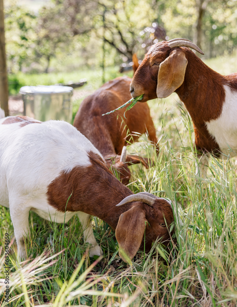 goats eating grass in the afternoon Stock Photo | Adobe Stock