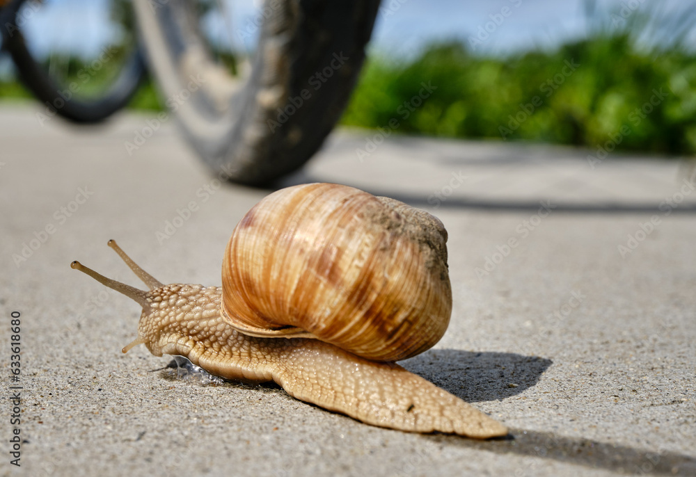 Who is faster? A snail or a bicycle. Stock Photo | Adobe Stock