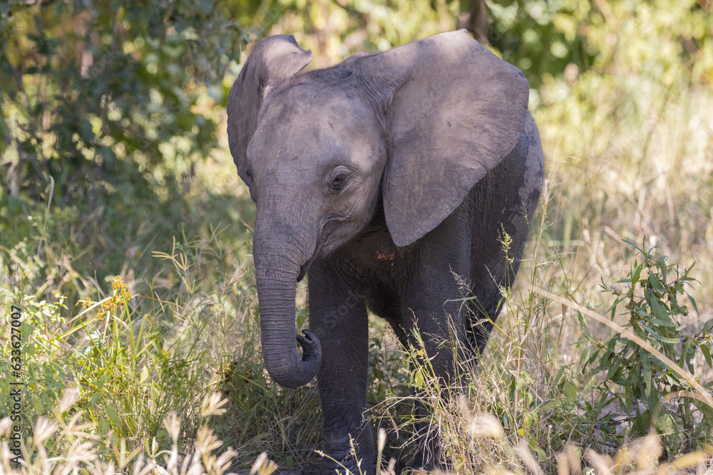 Baby elephant waving trunk at tourists in natural African bush land ...