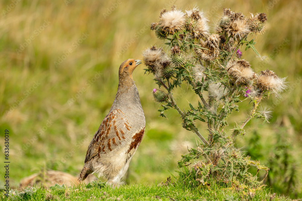 Grey partridge, also known as the English Partridge, reaching up to ...