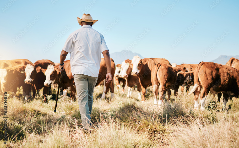 Cows, walking or black man on farm agriculture for livestock ...