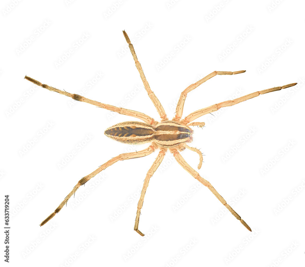 Rabid Wolf Spider - Rabidosa Rabida - is found mainly in the Eastern ...