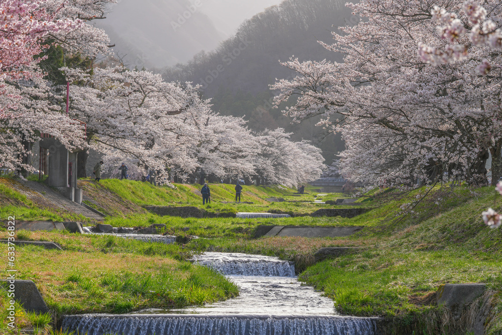 観音寺川の桜並木 Stock Photo | Adobe Stock