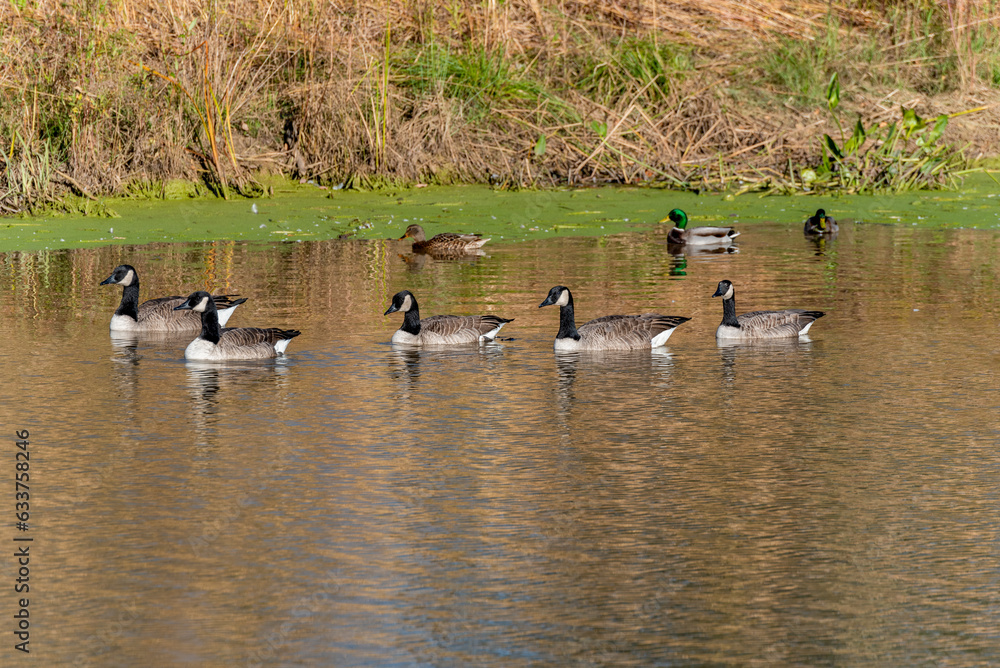 Canada Geese And Mallard Ducks Feeding On The Pond During Fall ...